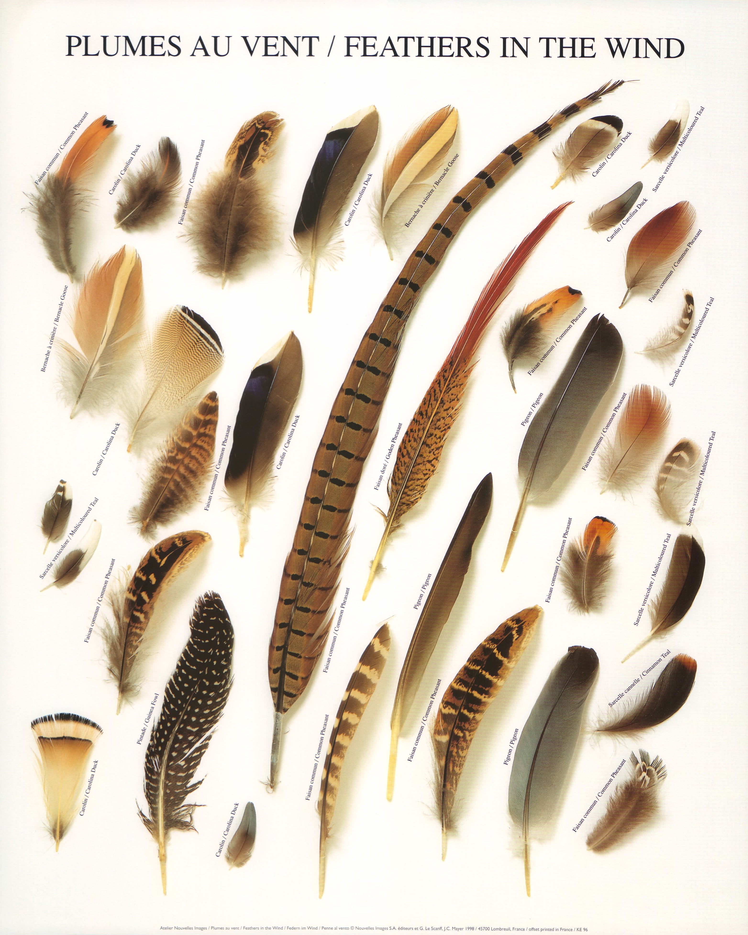 Feathers in the Wind by Atelier Nouvelles Images - 16 X 20 Inches (Art ...