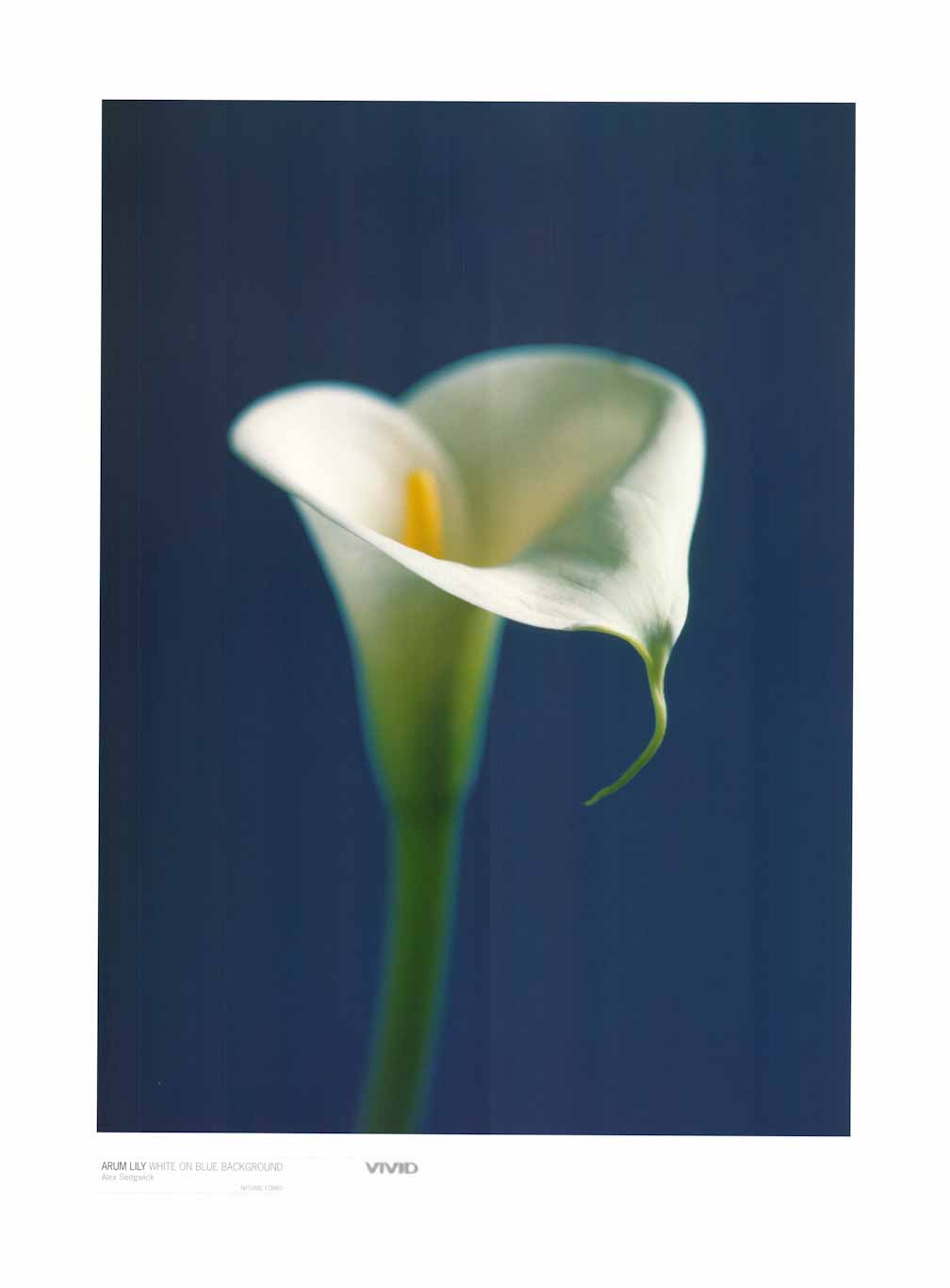 Arum Lily White on Blue Background by Alex Sedgwick -24X32"(Art Print ...