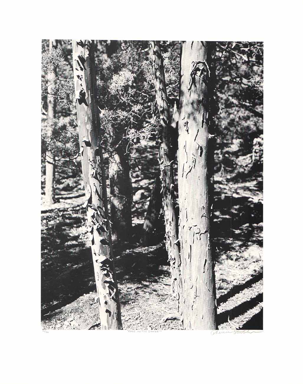 Face in the Shade by Theresa Stubler - 15 X 19 Inches (Lithograph Numb ...