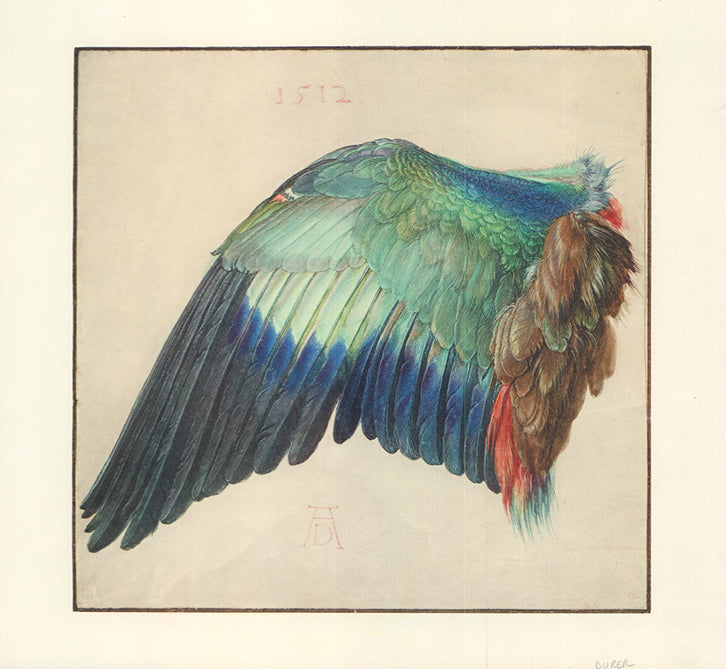 Wing of a European Roller, 1512 by Albrecht Durer - 10 X 11 Inches (Of ...