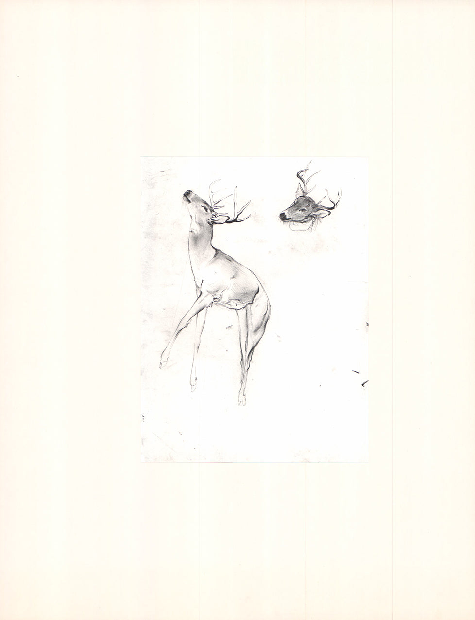 Study the Deer by Andrew Wyeth - 14 X 18 Inches (Art Print with Matte ...