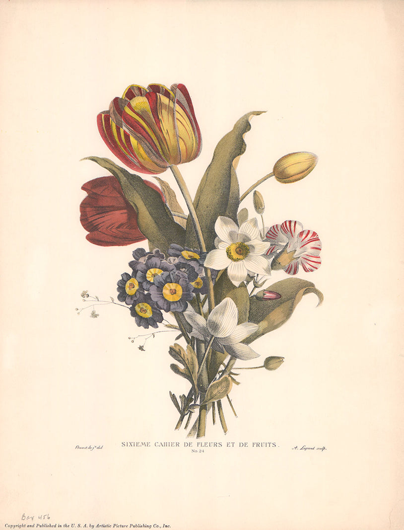 Tulips Primula by Jean Louis Prevost - 12 X 15 Inches (Offset Lithogra ...
