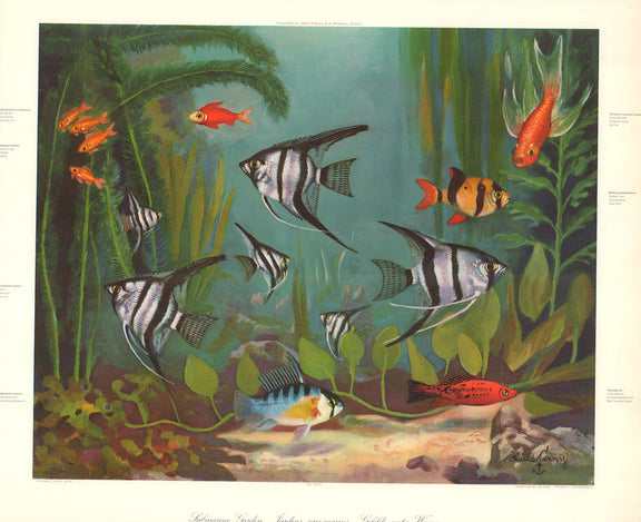 Submarine Garden by Charles Cerny - 11 X 15 Inches (Offset Lithograph ...