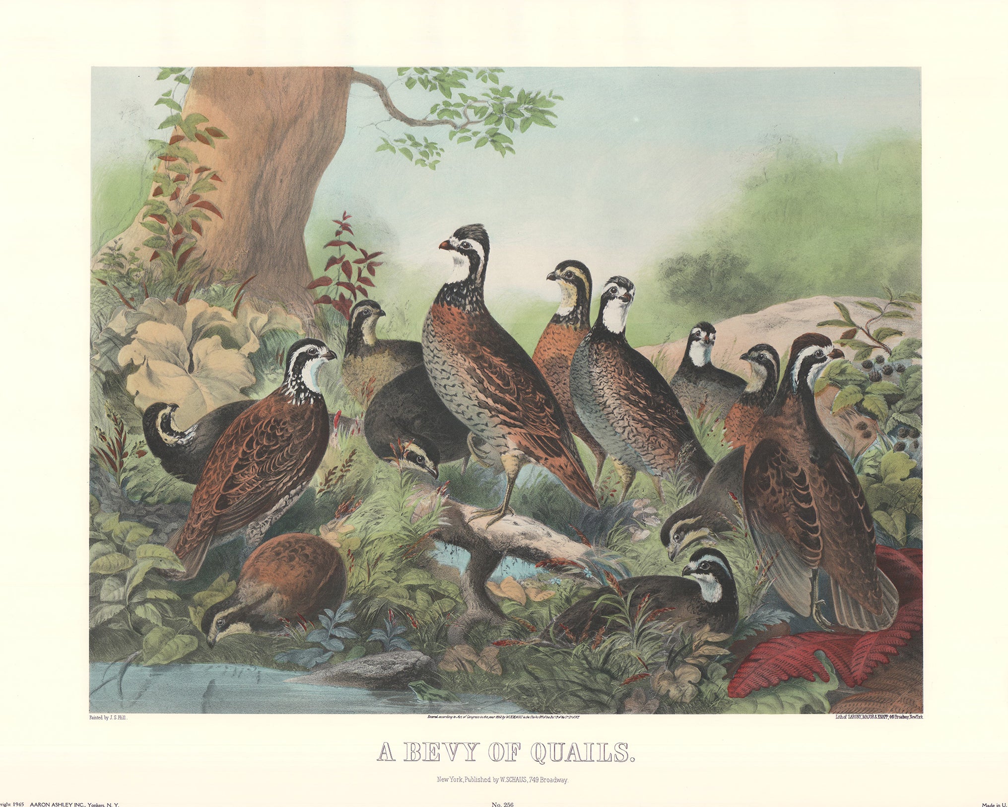 A Bevy of Quail by J. S. Hill - 23 X 29 Inches (Hand Colored Art Print ...