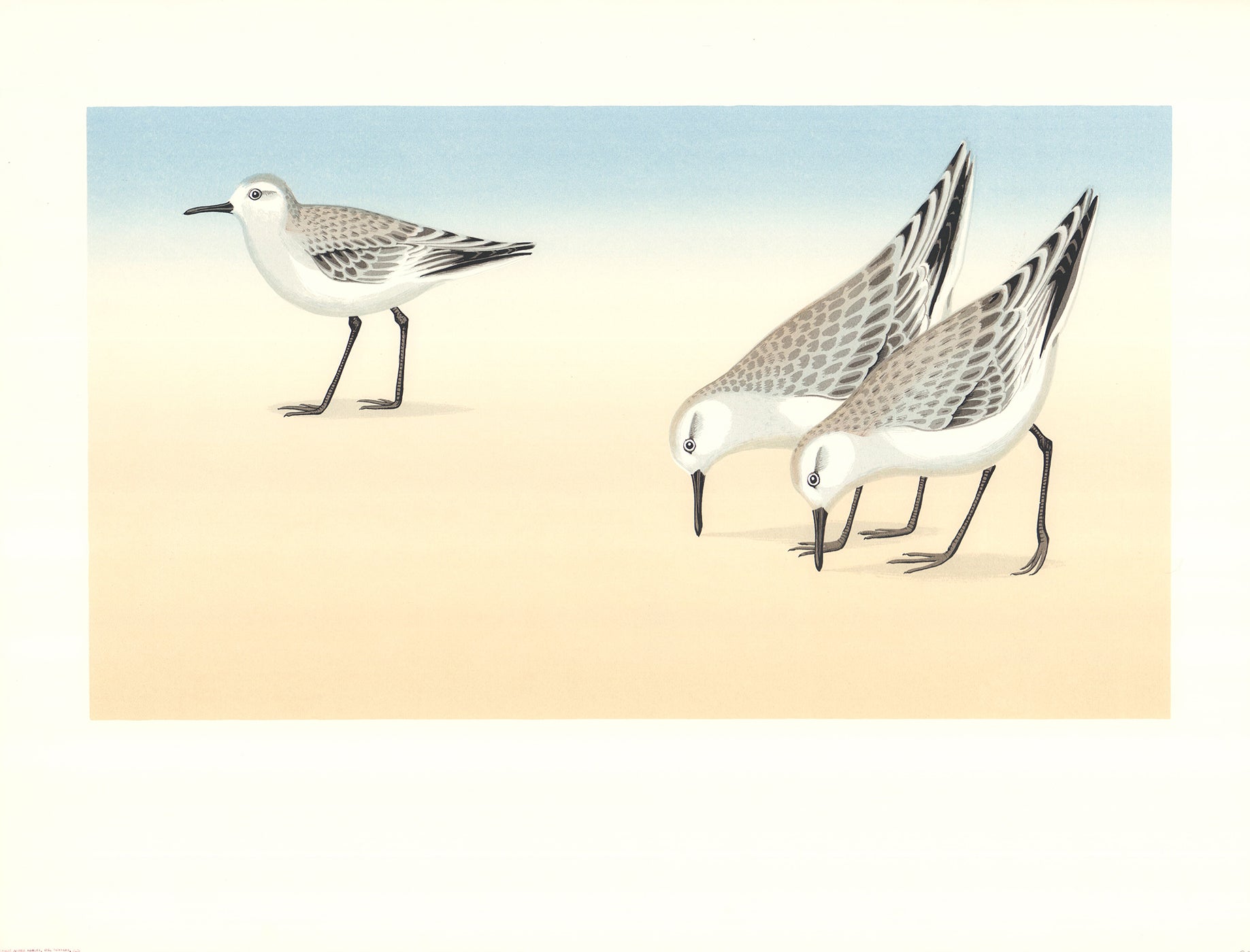 Sandpipers by David Grose - 20 X 26 Inches (Offset Lithograph Hand Col ...