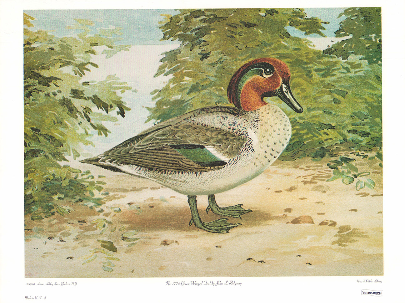 Green Winged Teal by John L. Ridgway - 14 X 19 Inches (Art print ...