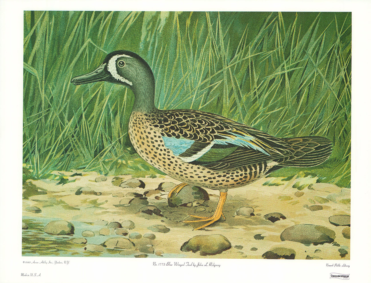 Blue Winged Teal by John L. Ridgway - 14 X 19 Inches (Art print ...