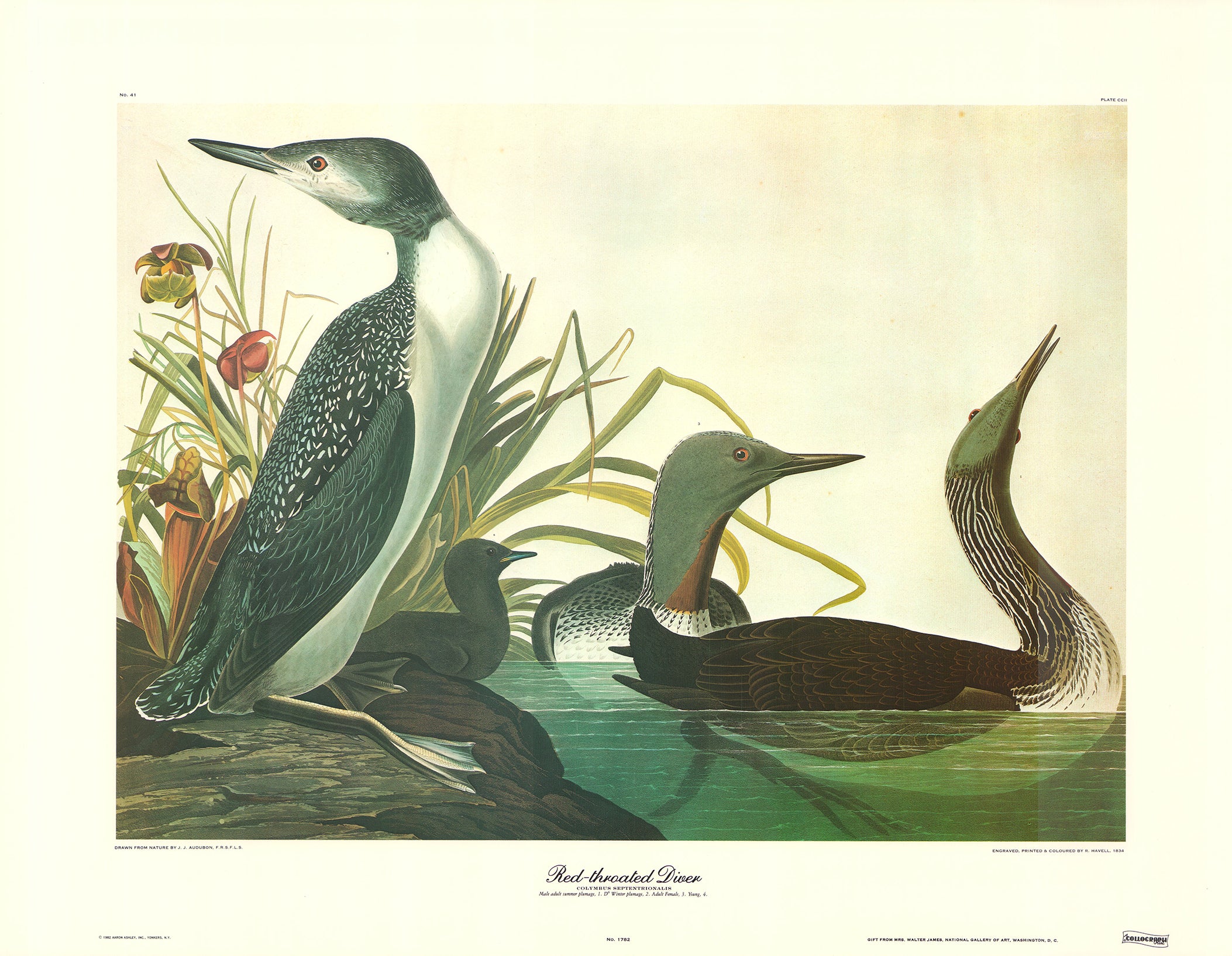 Red Throated Diver by J. John Audubon - 23 X 30 Inches (Art Print ...