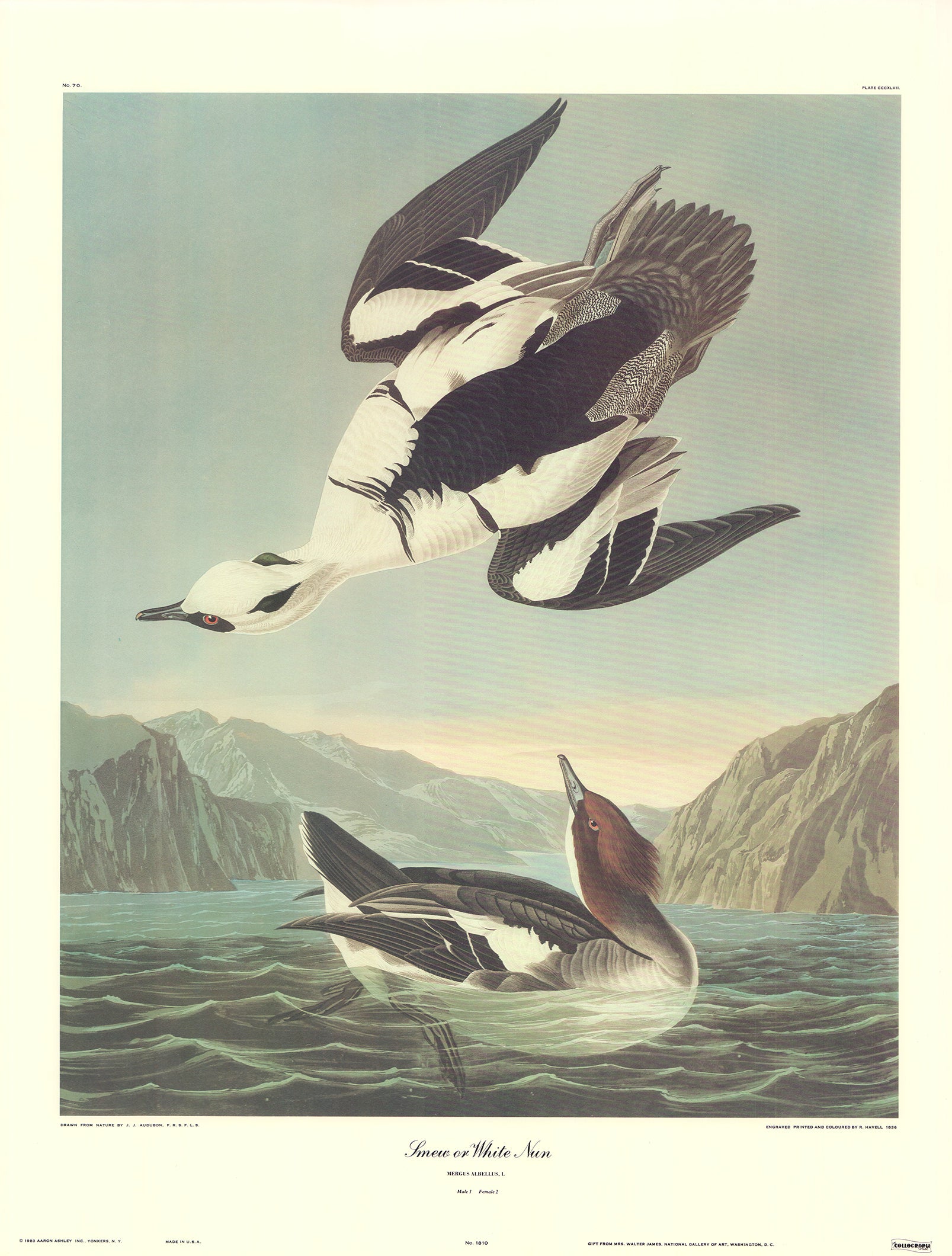 Smew or White Nun by Mergus Albellus - 23 X 30 Inches (Art Print ...