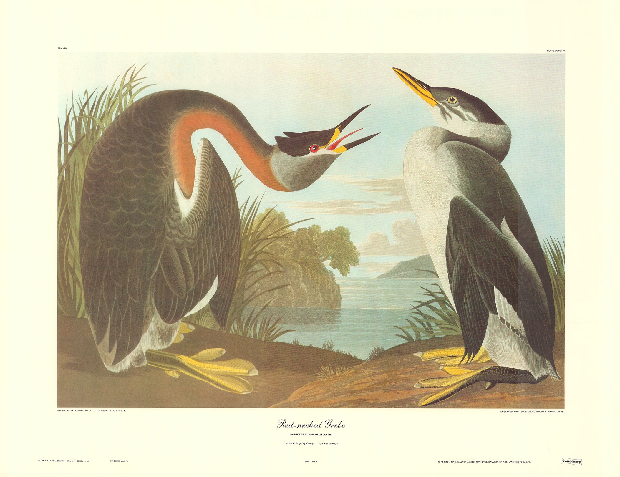 Red Necked Grebe by J. John Audubon - 23 X 30 Inches (Art Print ...