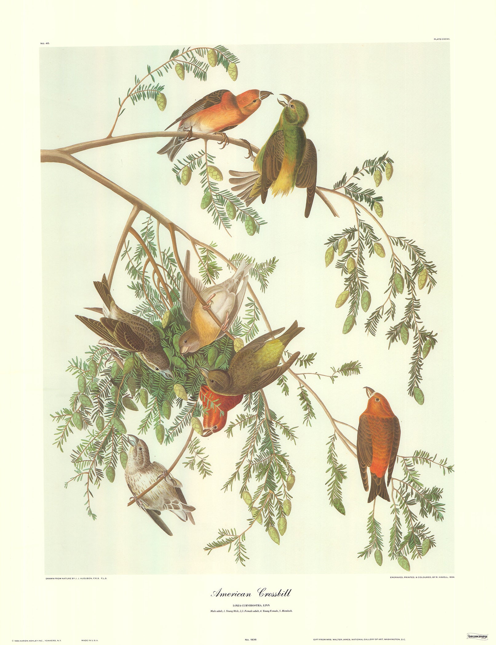 American Crossbill by J. John Audubon - 23 X 30 Inches (Art Print ...