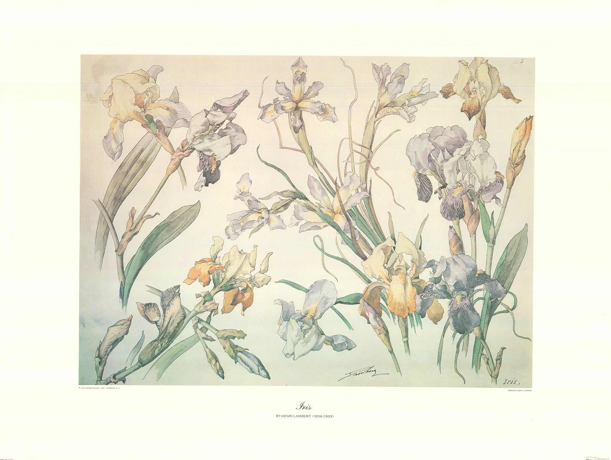 Iris by Henri Lambert - 23 X 30 Inches (Art Print) – Artistica Fine Art