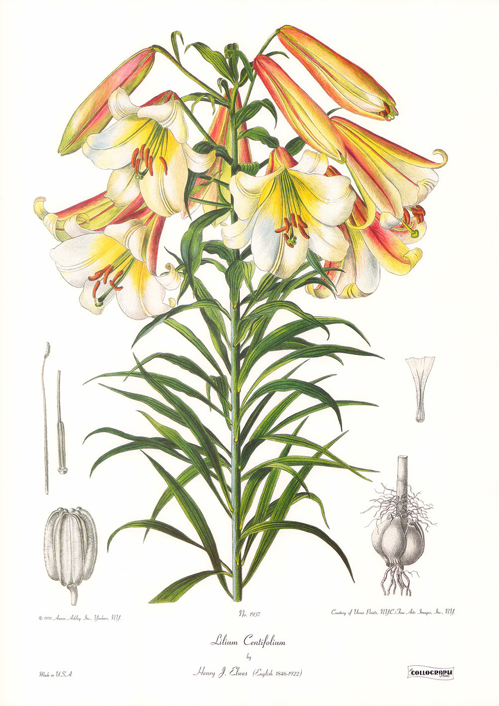 Lilium Centifolium by Henry J. Elwes - 14 X 20 Inches (Art Print ...