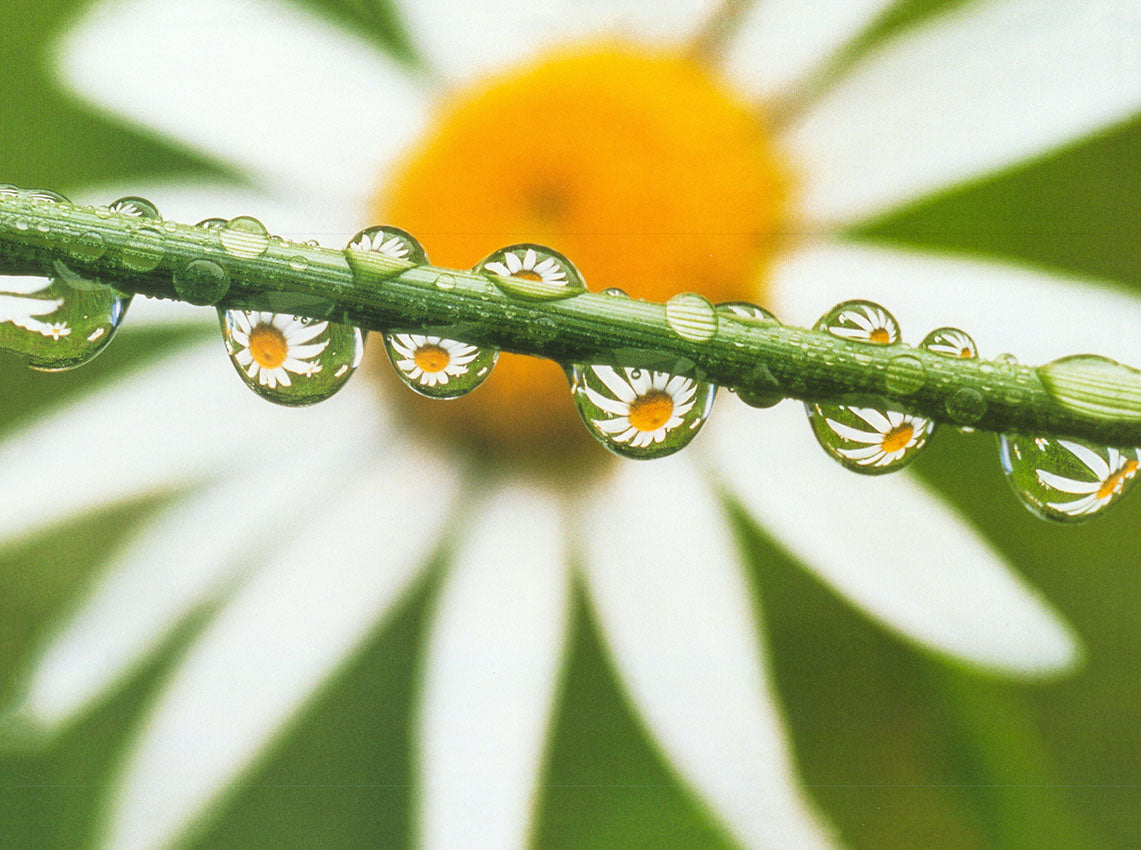 Daisy by Craig Tuttle - 12 X 16 Inches (Art Print) – Artistica Fine Art