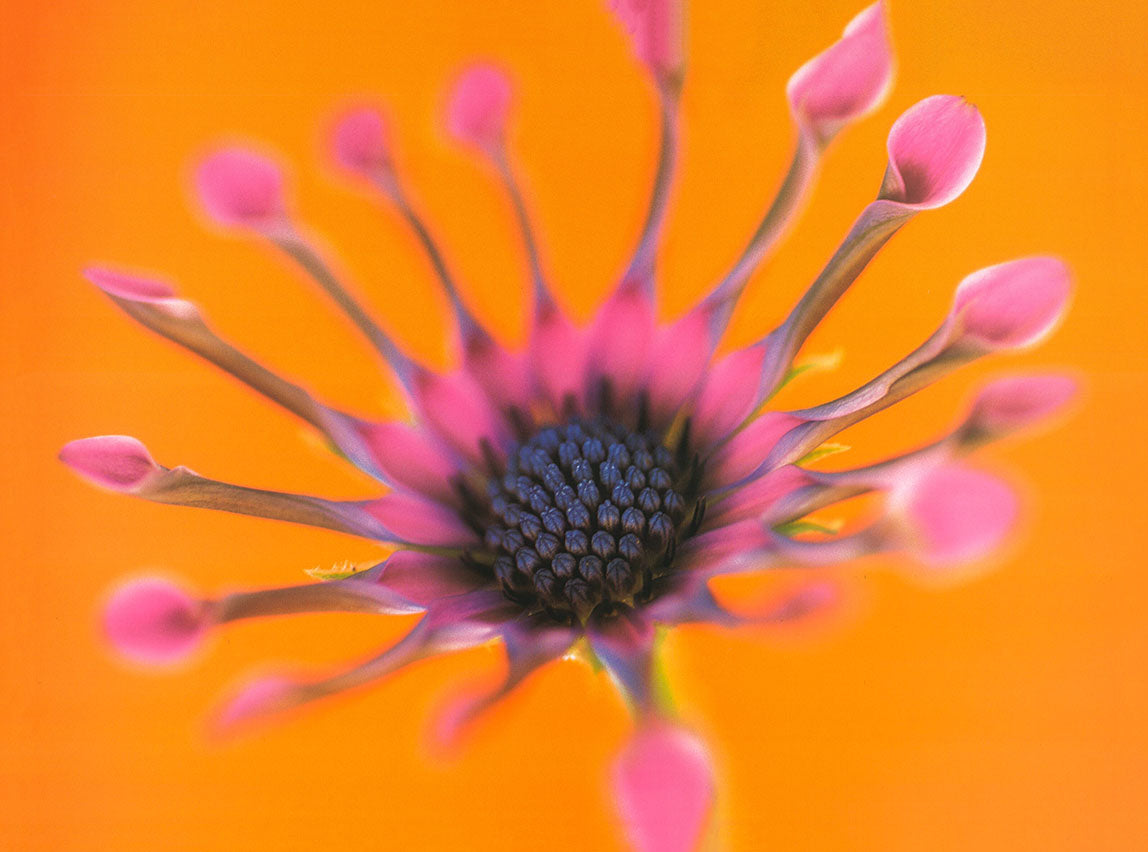 Whirligig by Andy Small - 12 X 16 Inches (Art Print) – Artistica Fine Art