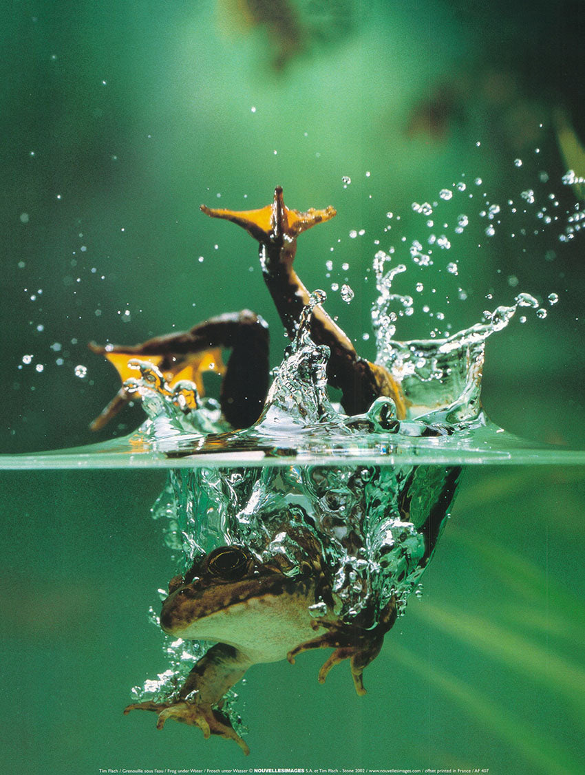 Frog under Water by Tim Flach - 12 X 16 Inches (Art Print) – Artistica ...