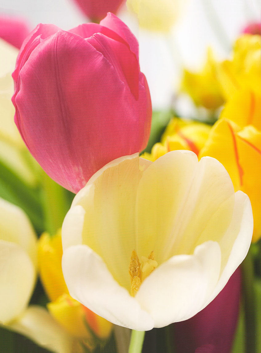 Tulips by Imarge Source Black - 12 X 16 Inches (Art Print) – Artistica ...