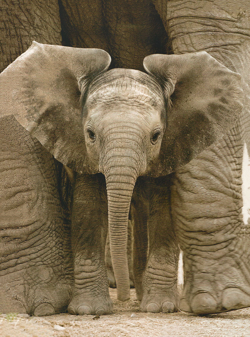 Baby elephant by Andy Rouse - 12 X 16 Inches (Art Print) – Artistica ...
