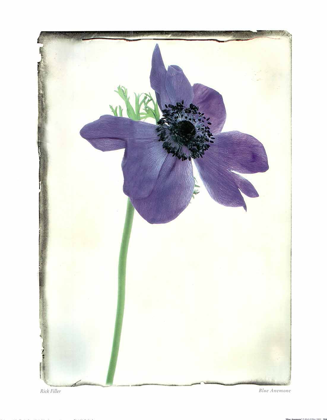 Blue Anemone by Rick Filler - 16 X 20 Inches (Art Print) – Artistica ...