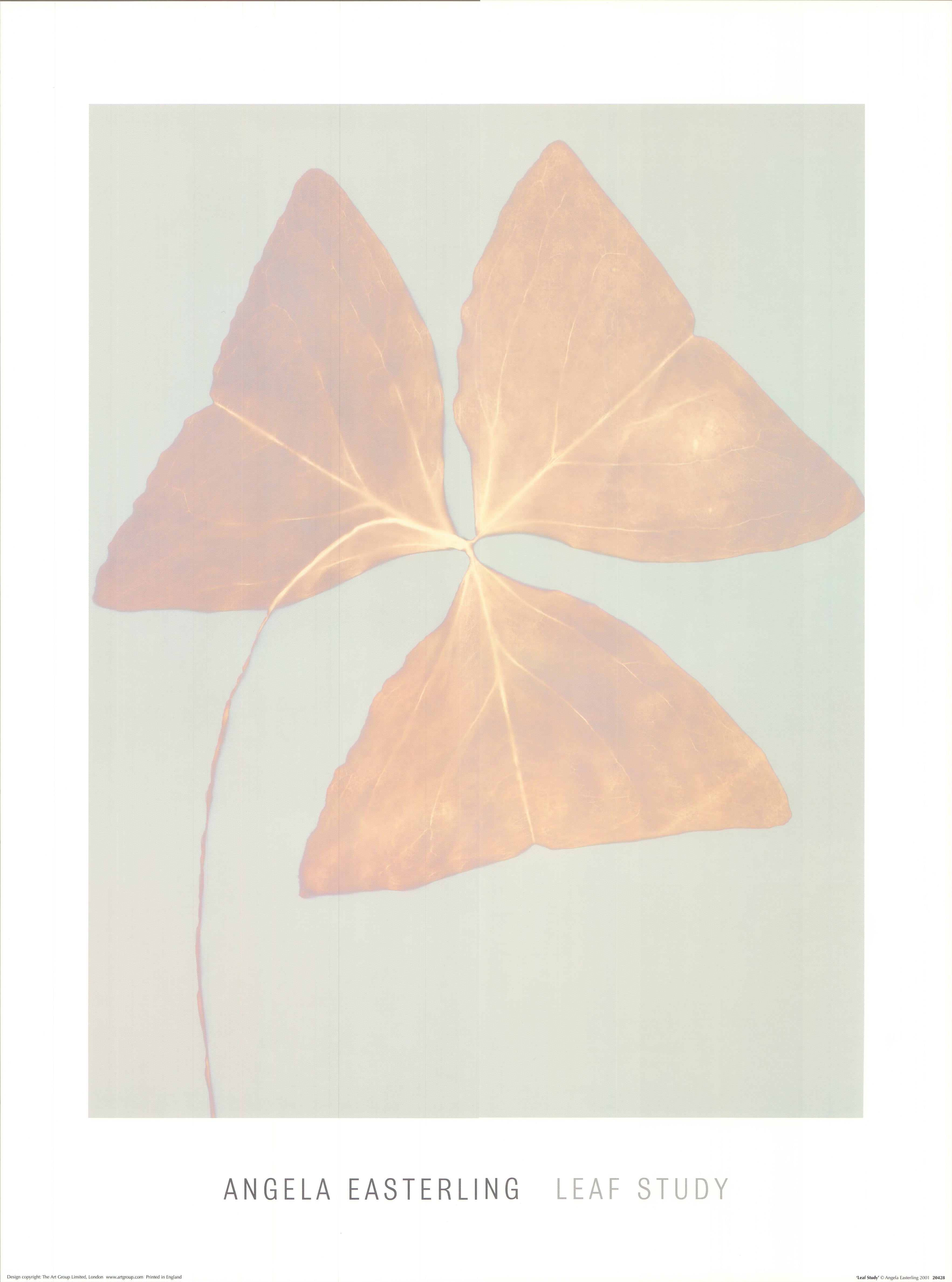 Leaf Study by Angela Easterling - 24 X 32 Inches (Art Print ...