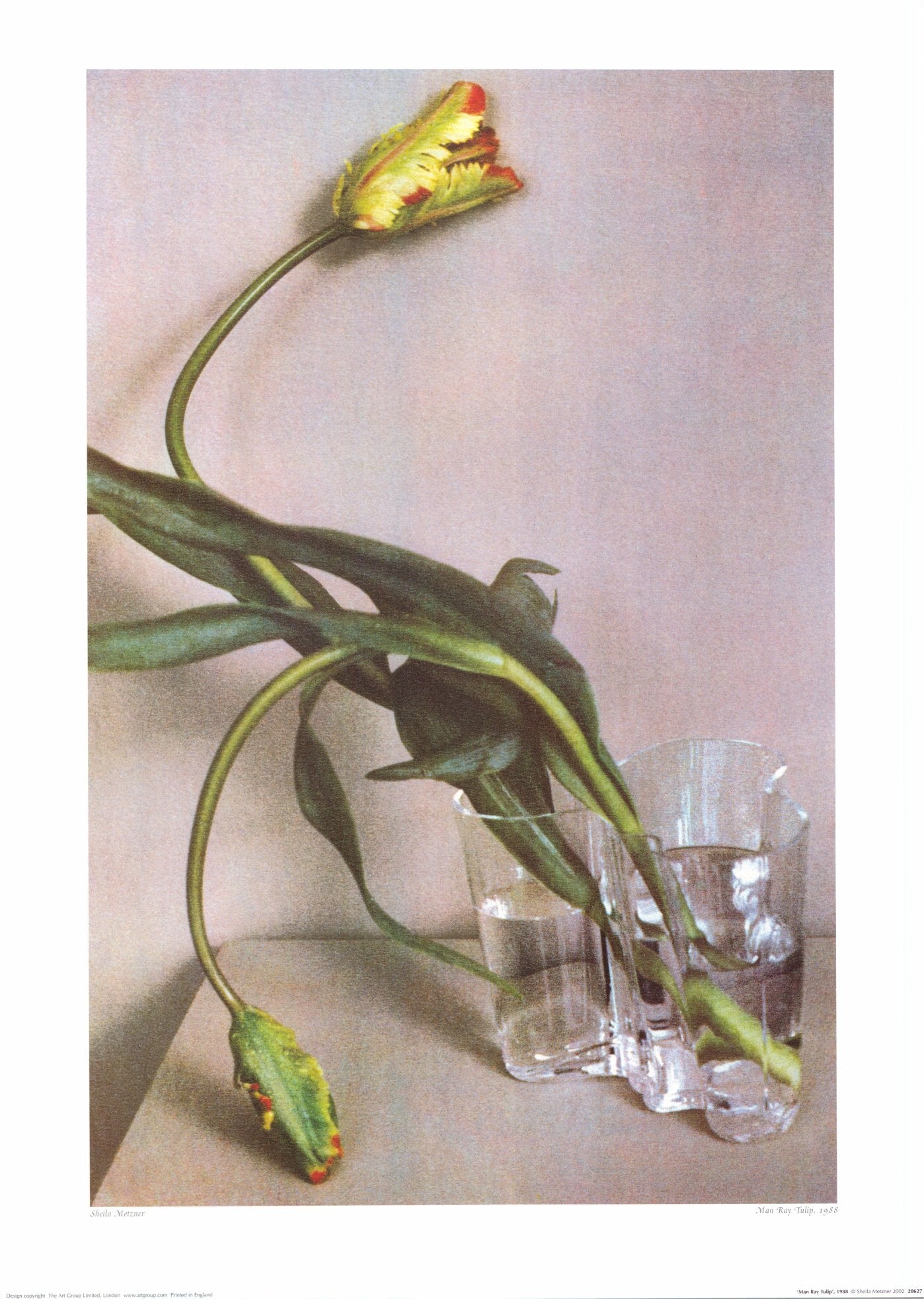 Man Ray Tulip, 1988 by Sheila Metzner - 20 X 28 Inches (Art Print ...