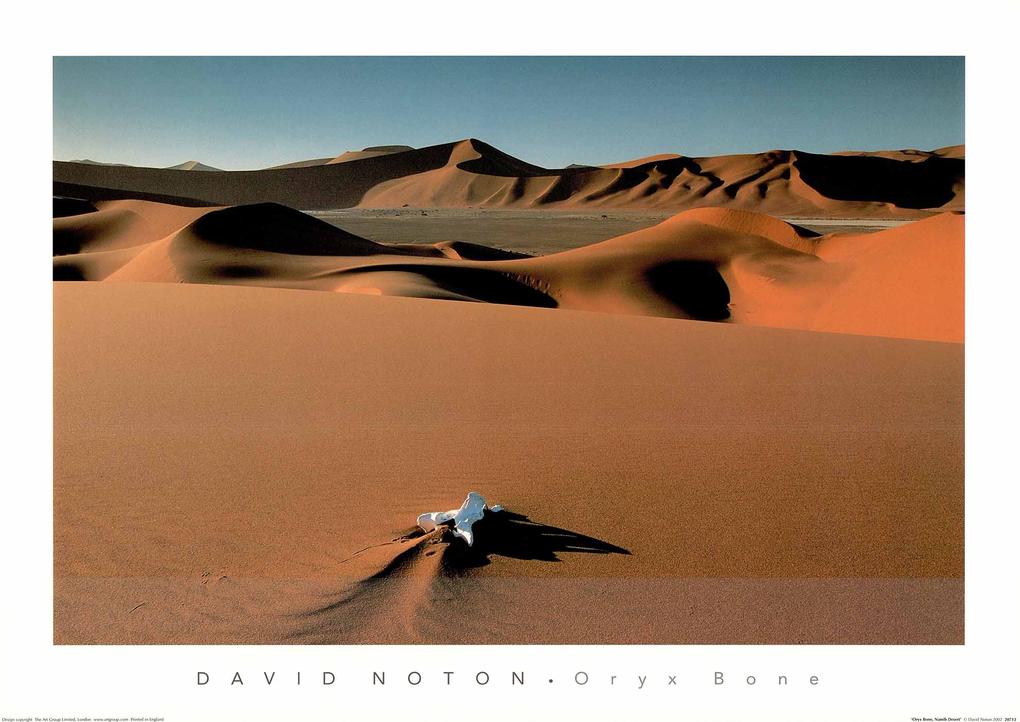 Oryx Bone, Namib Desert by David Noton - 20 X 28 Inches (Art Print ...
