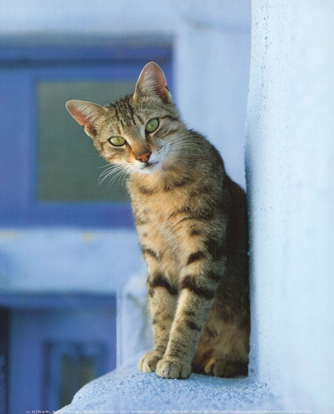 Greek cat by J.L Klein - 10 X 12 Inches (Art Print) – Artistica Fine Art