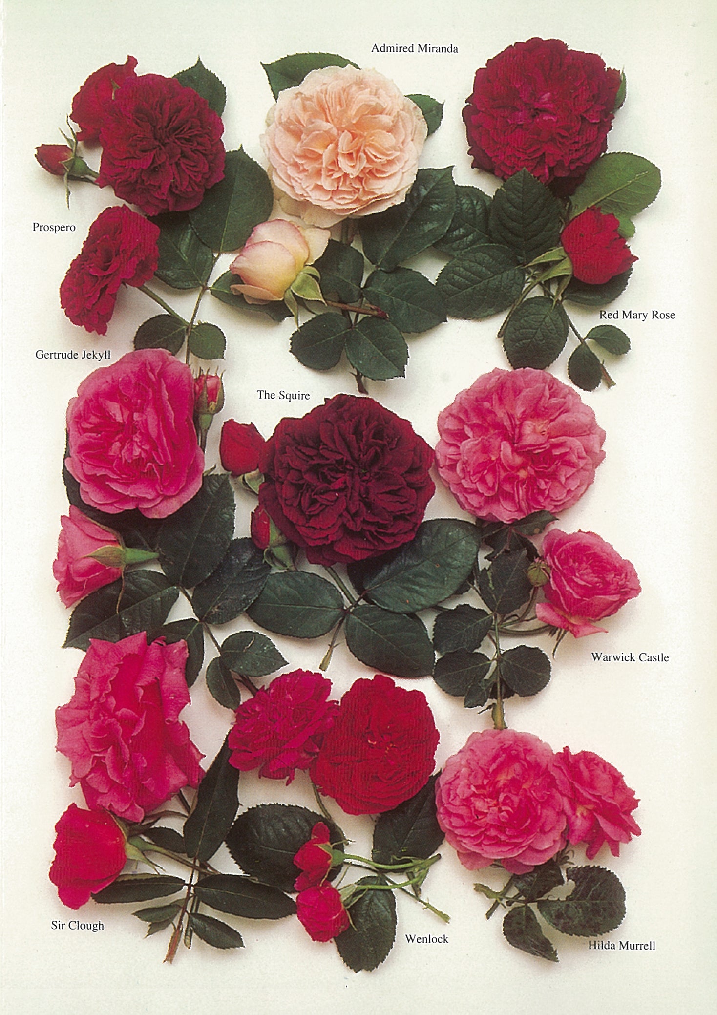 English Roses by Atelier Nouvelles Images - 5 X 7 Inches (Note Card ...