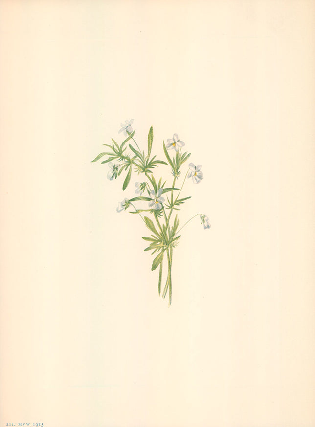 Field Violet, 1925 by Mary Vaux Walcott - 9 X 13 Inches (Offset Lithog ...