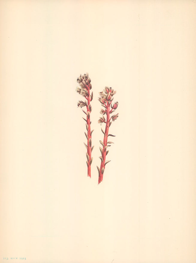 Red Pinesap, 1925 by Mary Vaux Walcott - 9 X 13 Inches (Offset Lithogr ...