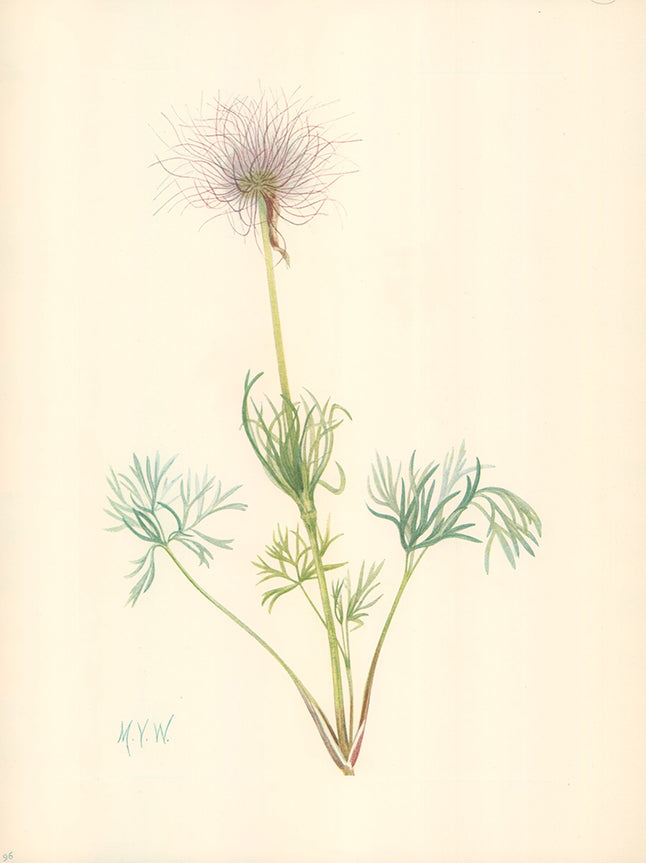 American Pasqueflower (Flower), 1925 by Mary Vaux Walcott - 9 X 13 Inc ...