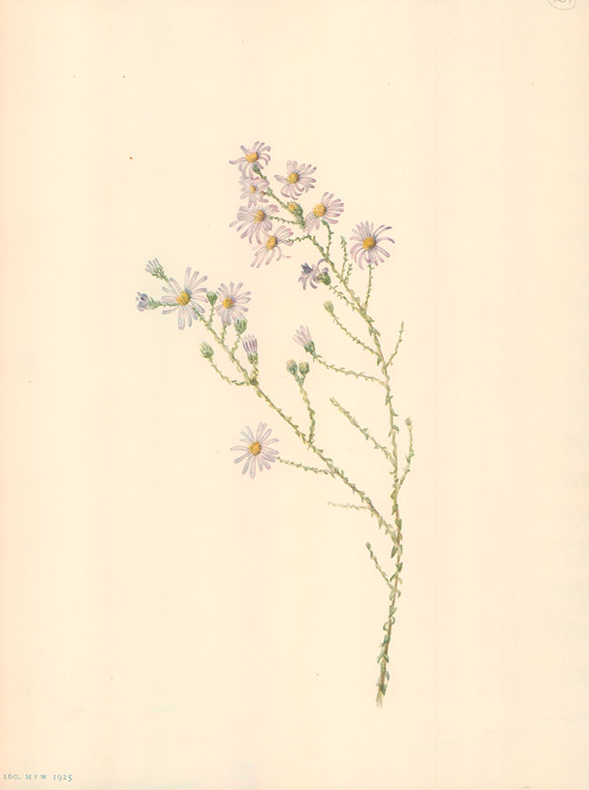 Pineland Aster, 1925 by Mary Vaux Walcott - 9 X 13 Inches (Offset Lith ...