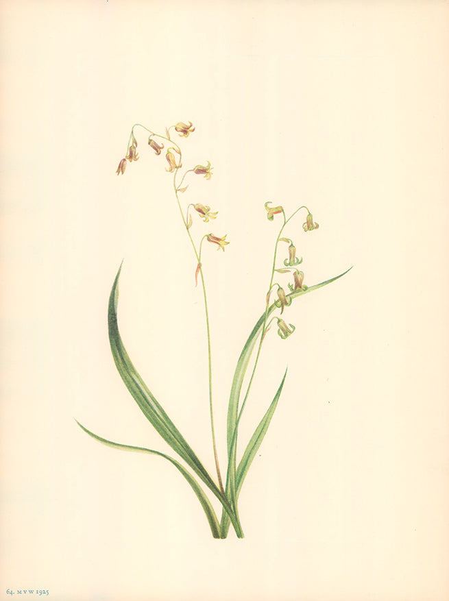Bronzebells, 1925 by Mary Vaux Walcott - 9 X 13 Inches (Offset Lithogr ...