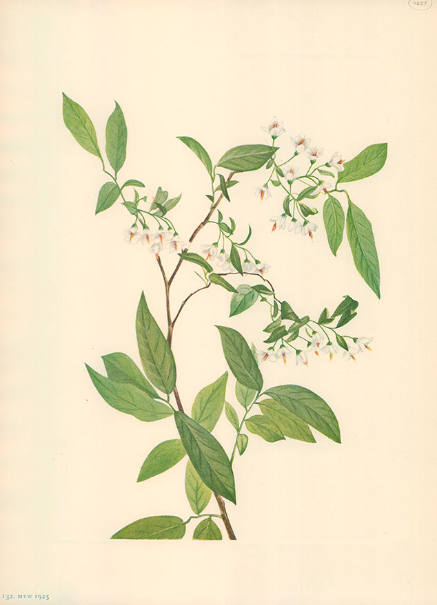 Deerberry 1925 by Mary Vaux Walcott - 9 X 13 Inches (Offset Lithograph ...