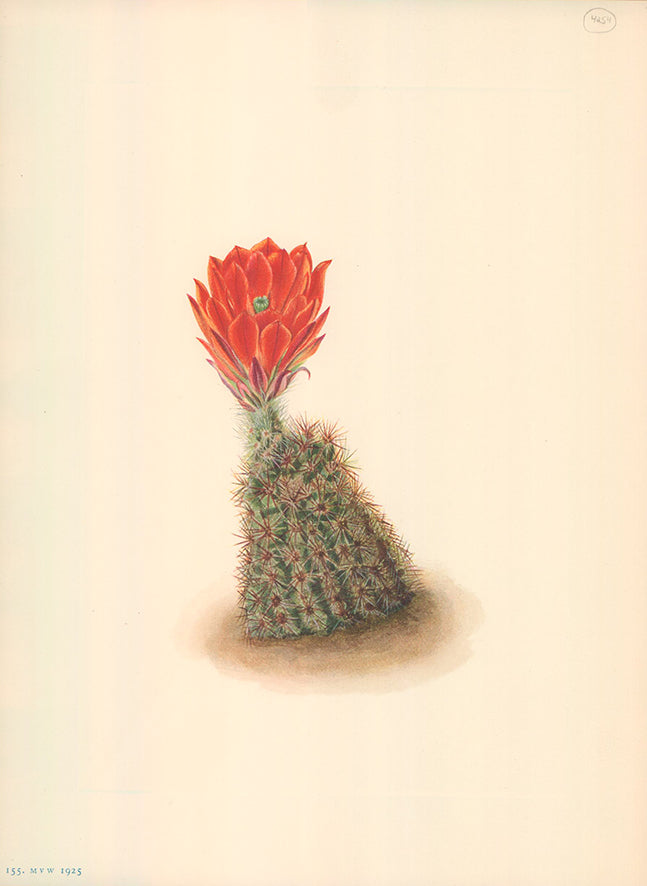 LLoyds Strawberry Cactus 1925 by Mary Vaux Walcott - 9 X 13 Inches (Of ...