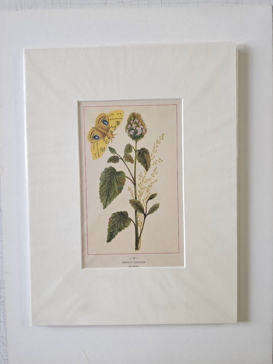 Catmint 1895 - 9 X 12 Inches (Original Etching with Double Matte ...