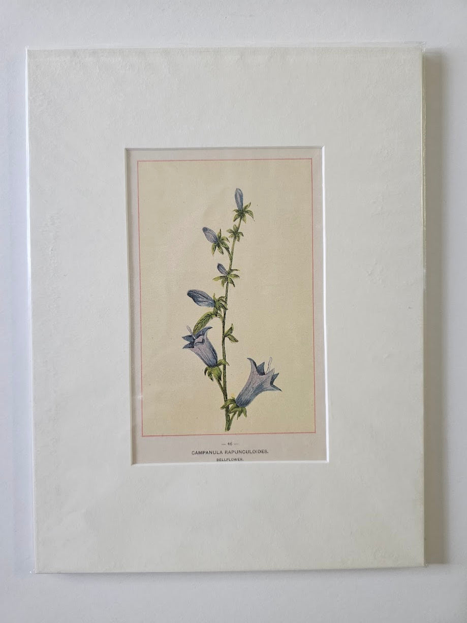 Bellflower 1895 - 9 X 12 Inches (Original Etching with Double Matte ...
