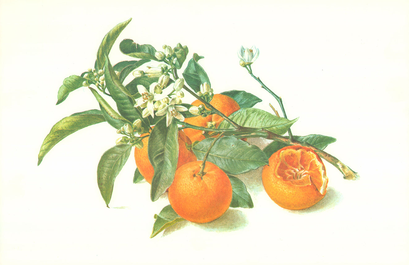 Orangen und Blüten by Carlos Riefel - 13 X 19 Inches (Offset Lithograp ...