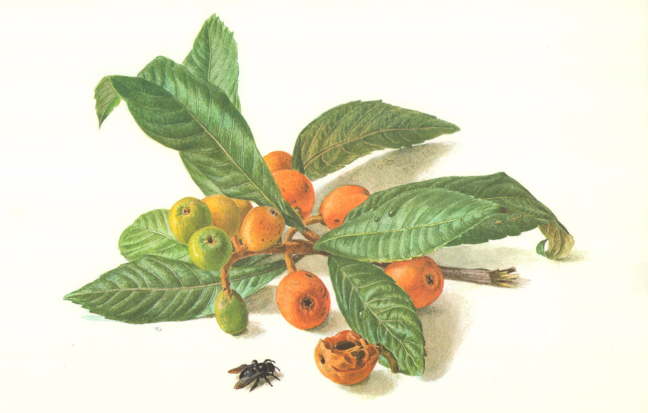 Mispelzweig mit Früchten by Carlos Riefel - 13 X 19 Inches (Offset Lit ...