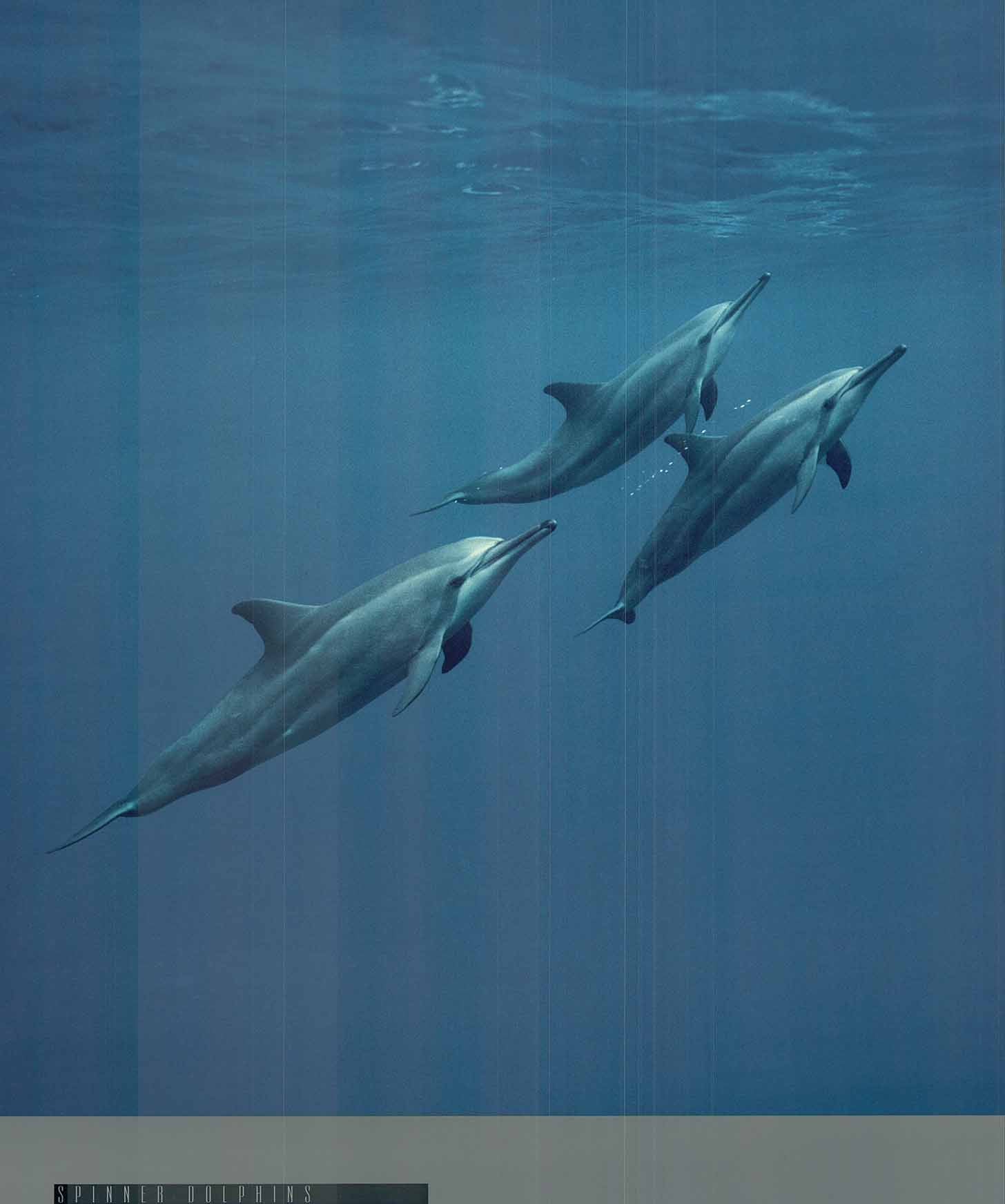 Spinner Dolphins by François Gohier - 24 X 28 Inches (Art Print ...