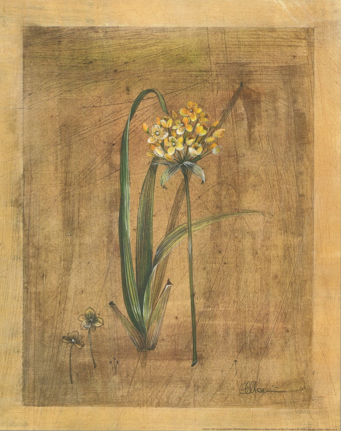 Allium by Paul Hargittai - 16 X 20 Inches (Art Print) – Artistica Fine Art