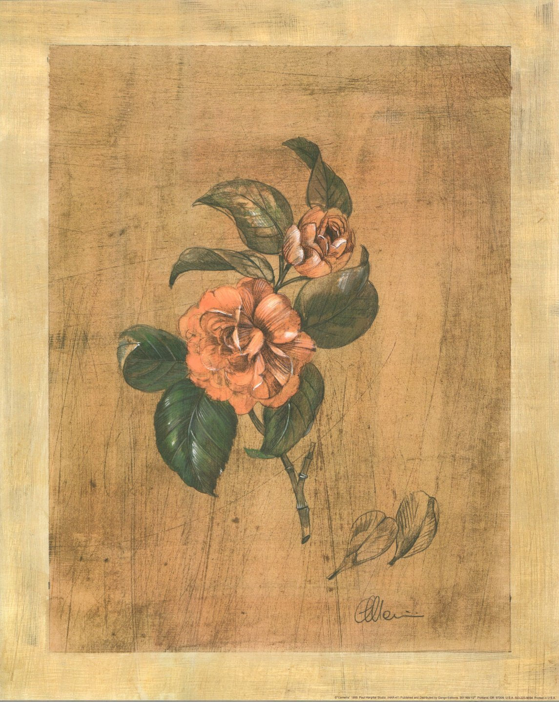 Camellia by Paul Hargittai - 16 X 20 Inches (Art Print) – Artistica ...