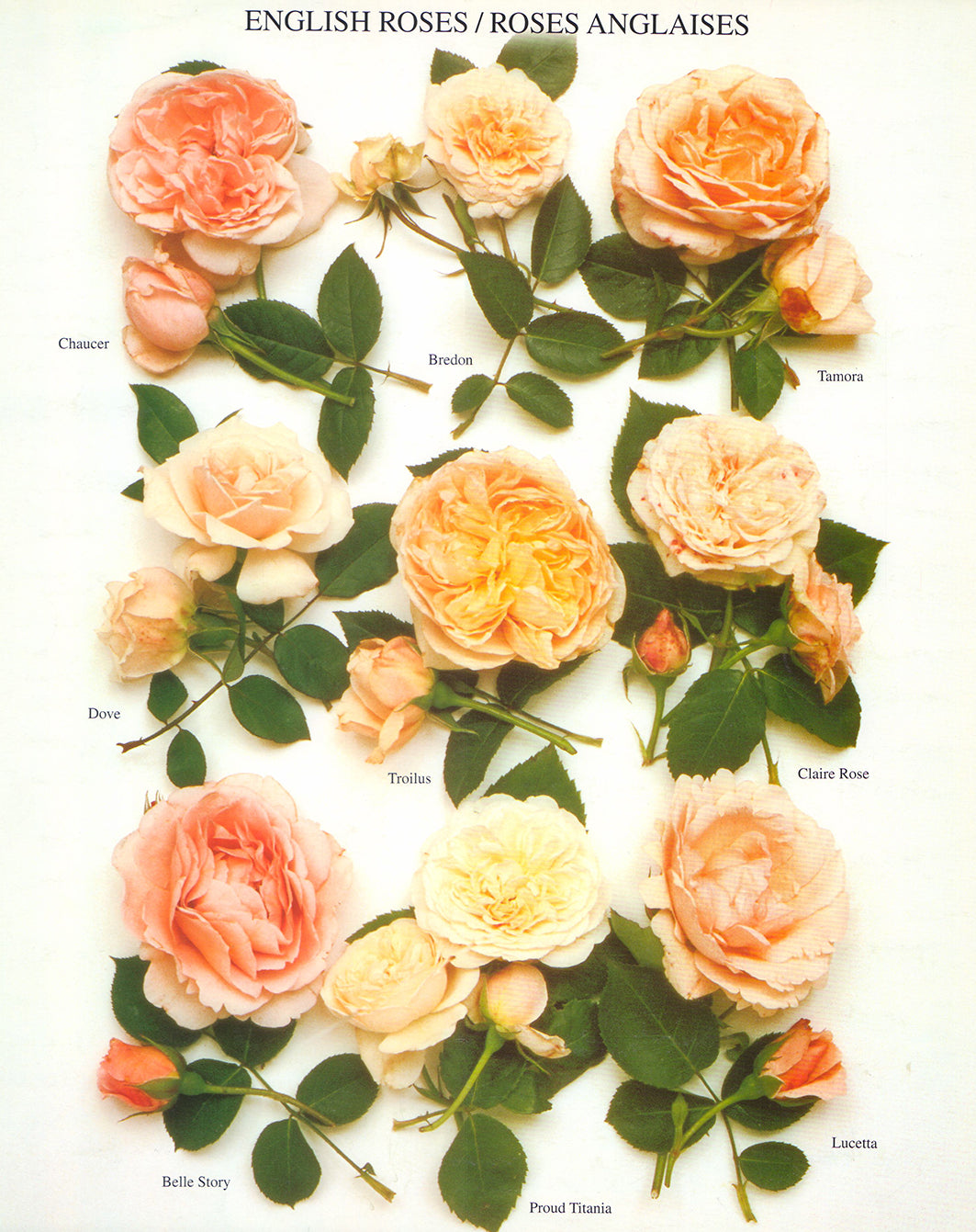 English Roses/Roses Anglaises by Atelier Nouvelles Images - 16 X 20 In ...