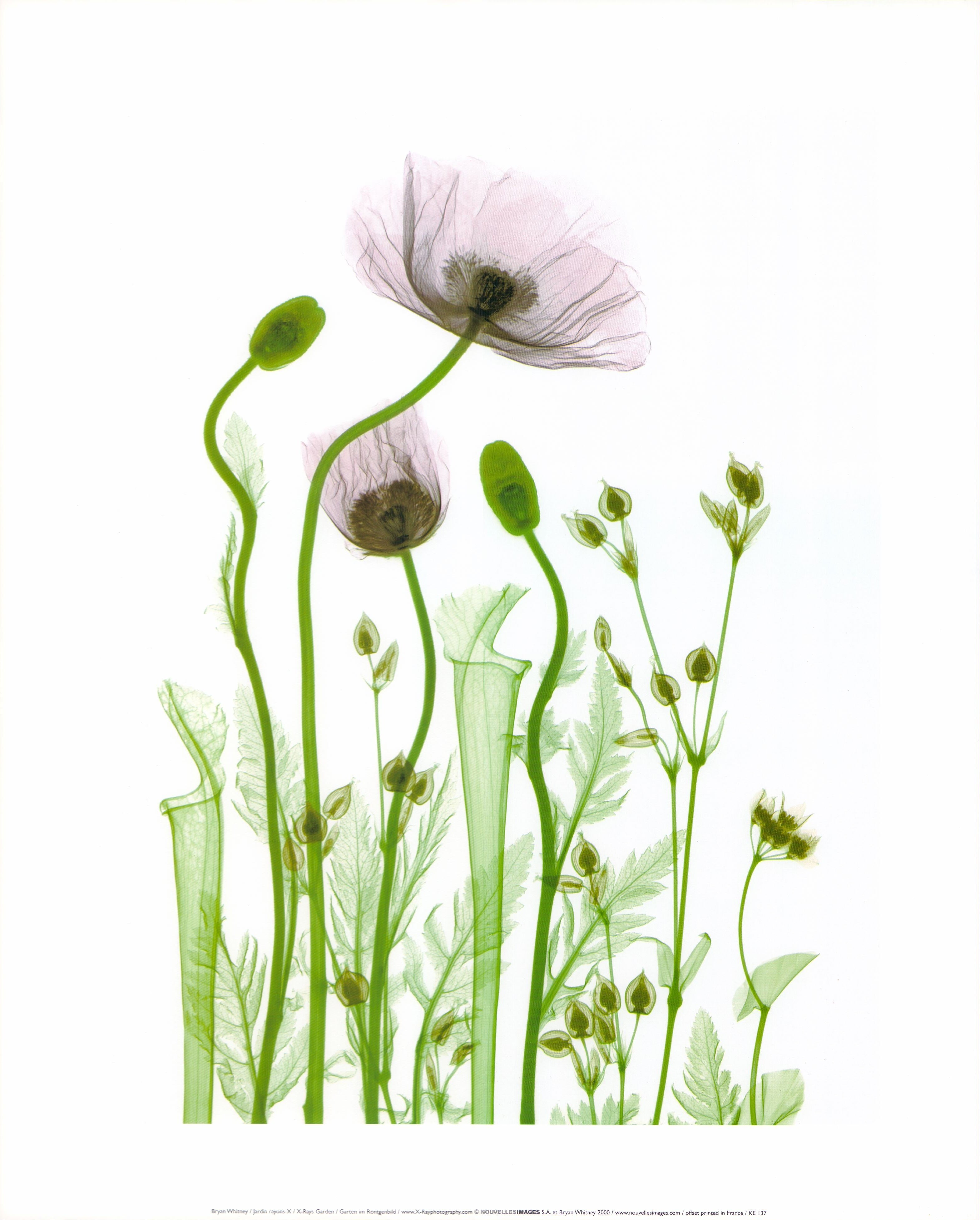 X-Rays Garden by Bryan Whitney - 16 X 20 Inches (Art Print) – Artistica ...