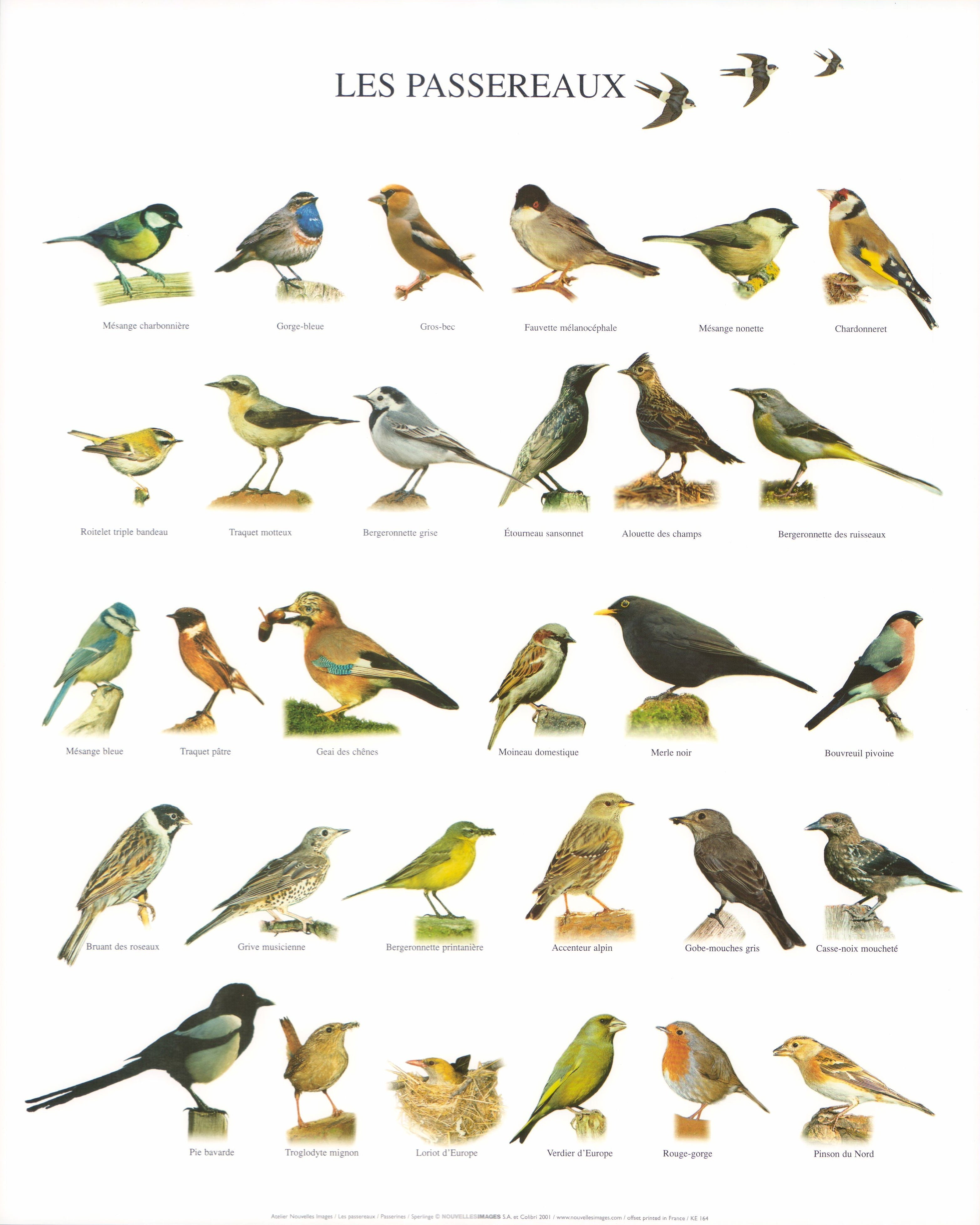 Passerines by Atelier Nouvelles Images - 16 X 20 Inches (Art Print ...