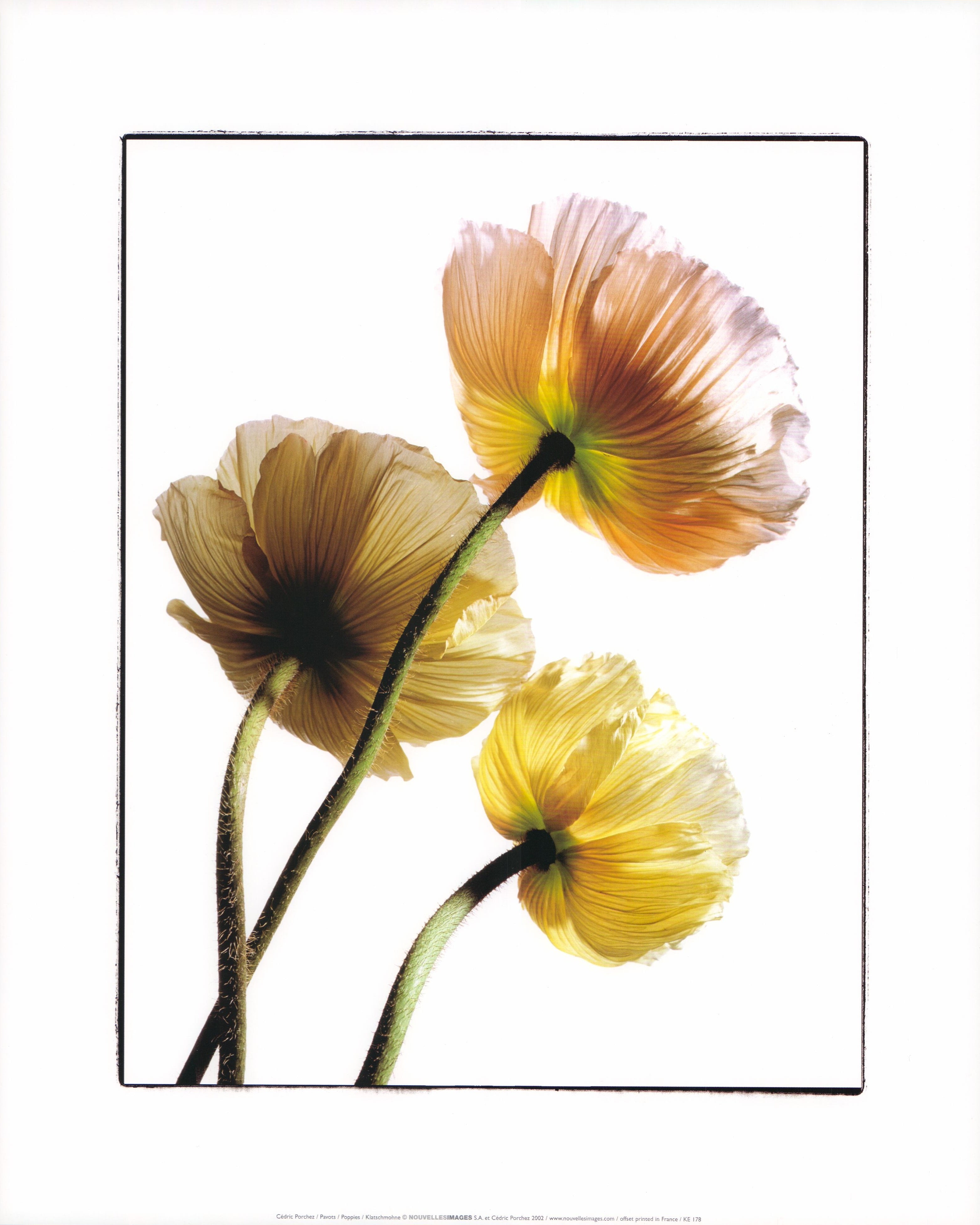 Poppies by Cédric Porchez - 16 X 20 Inches (Art Print) – Artistica Fine Art