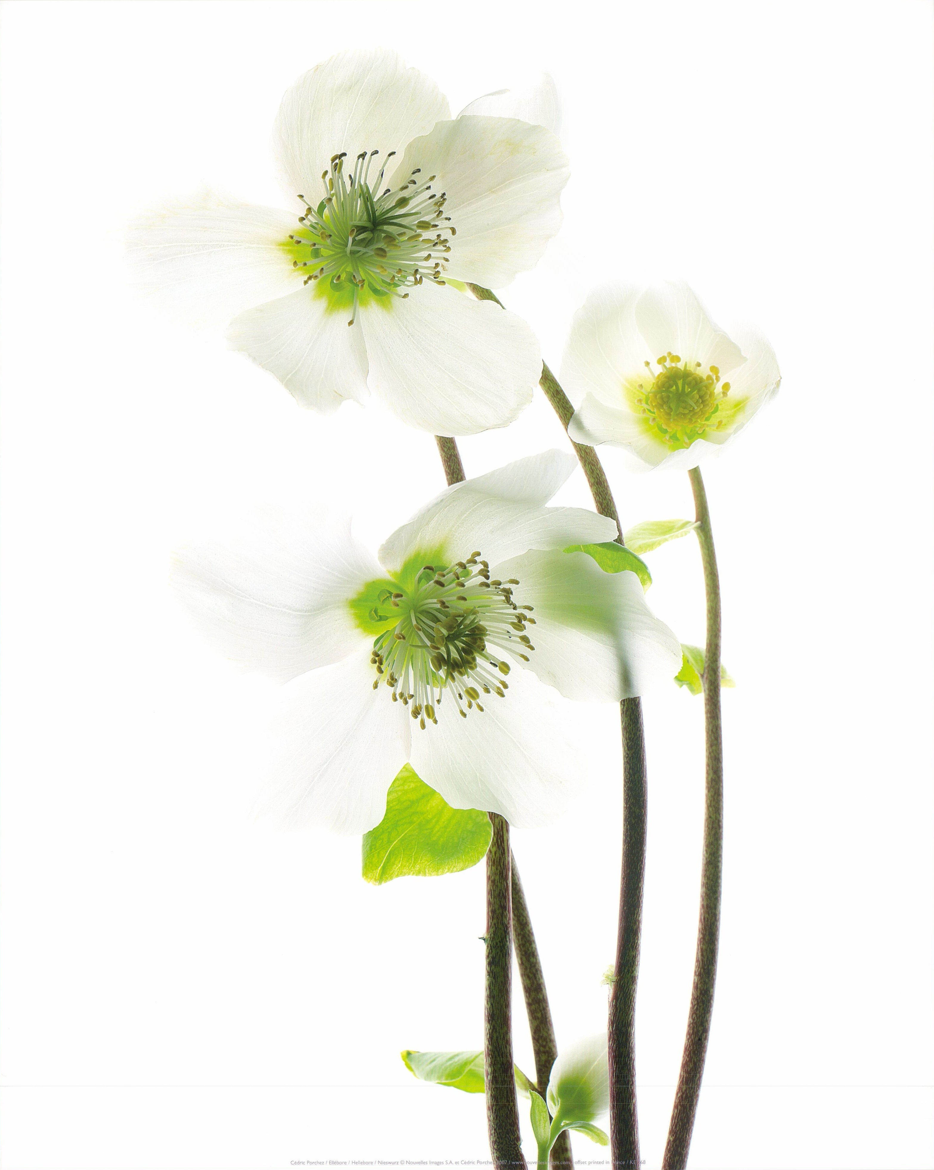 Hellebore by Cédric Porchez - 16 X 20 Inches (Art Print) – Artistica ...