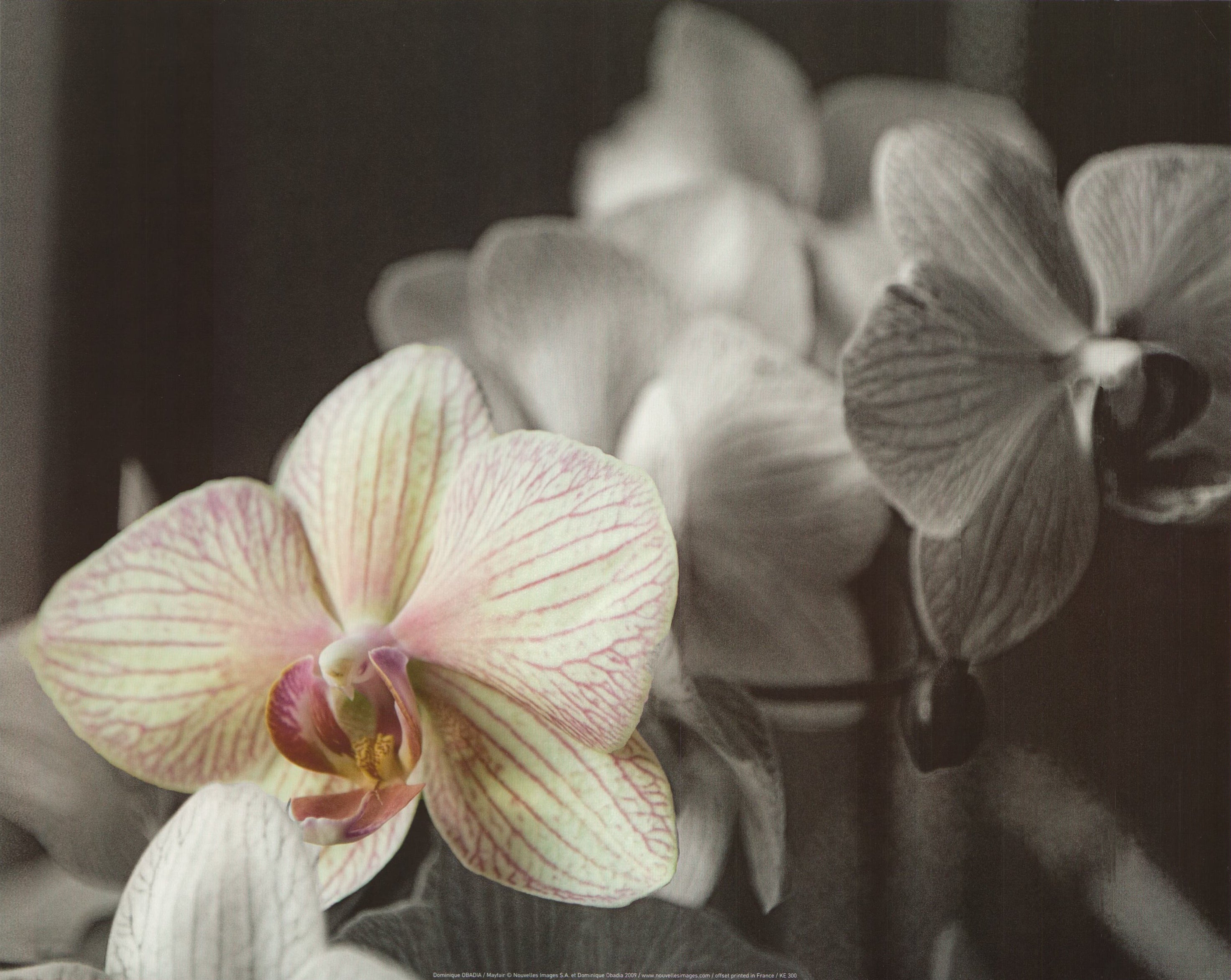 Mayfair by Dominique Obadia - 16 X 20 Inches (Art Print) – Artistica ...