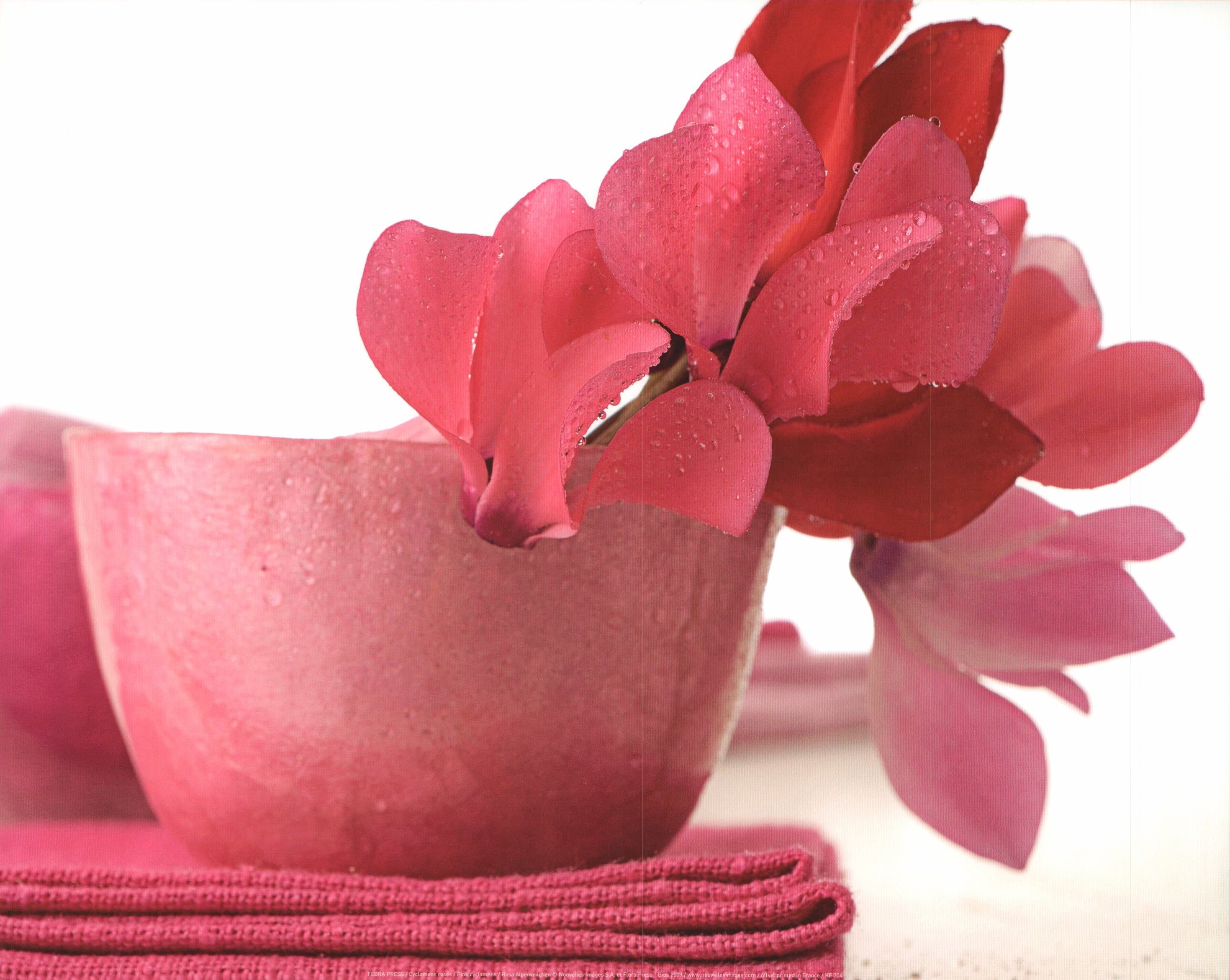 Cyclamens Roses by Flora Press - 16 X 20 Inches (Art Print) – Artistica ...