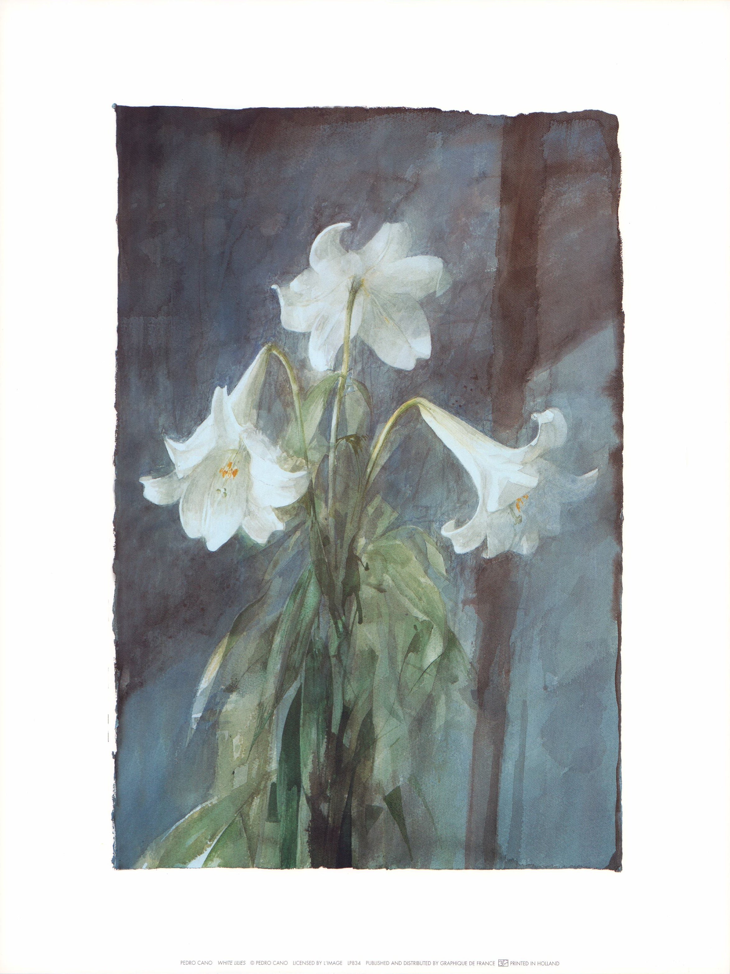 White Lilies by Pedro Cano - 12 X 16 Inches (Art Print) – Artistica ...